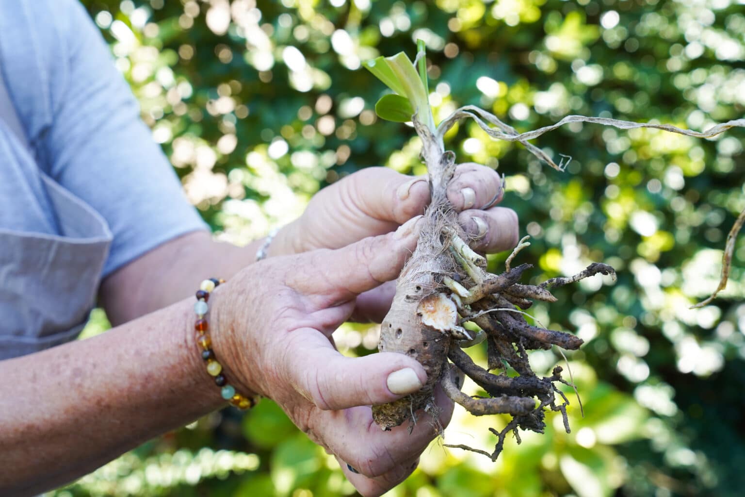 División de matas junto a @itasflowers - Revista Tigris, la revista de ...